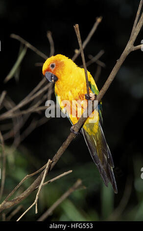 Sun conure (Aratinga solstitialis), adult couple on branch, social ...