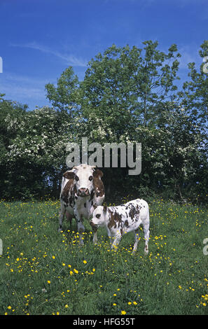 Normandy Cow, Domestic Cattle Stock Photo - Alamy
