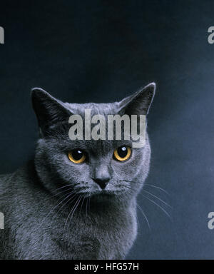 Domestic cat portrait Stock Photo - Alamy
