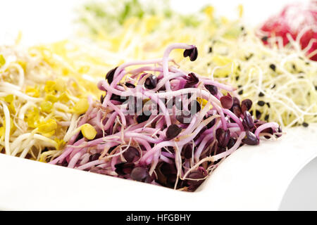 Many red radish seedling in garden on sunny day. Rows of young radish ...