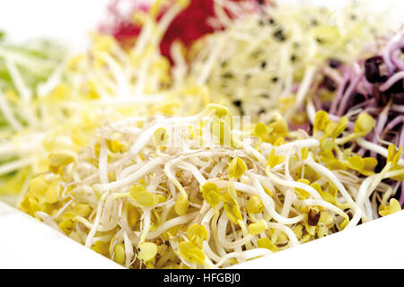 fresh radish sprouts Stock Photo - Alamy