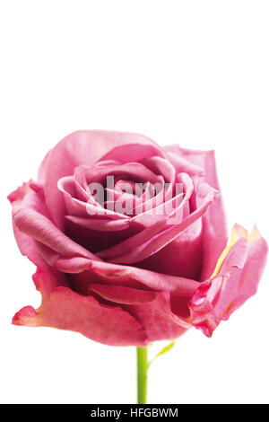 Single dusky pink rose flower head isolated on plain white background ...