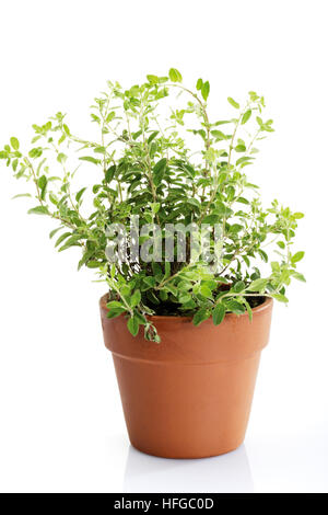 Kitchen herbs in pots, Marjoram (Origanum majorana), Rosemary ...
