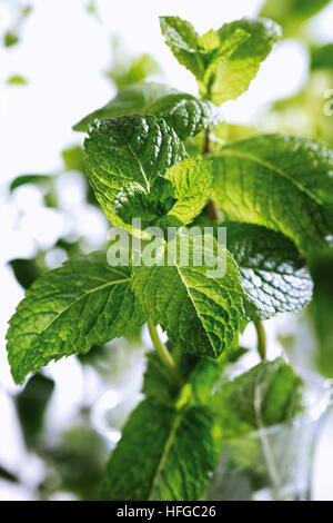 Spanish Mint, mentha spicata Stock Photo - Alamy