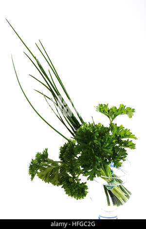 Parsley (Levisticum officinale) and chives (Allium schoenoprasum Stock ...