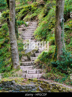 Woodland path with steps through trees with dappled sunlight Stock ...