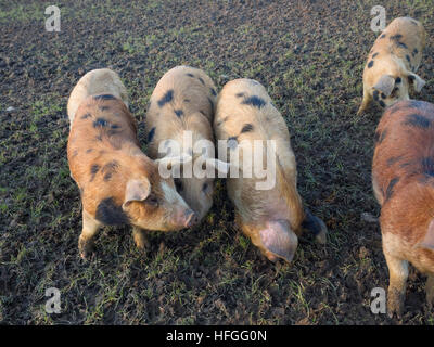 Free-range organic and very rare Old Danish Piebald Landrace pigs at ...
