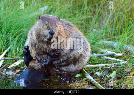 An adult beaver sitting on his rear end in the shallow water pruning ...