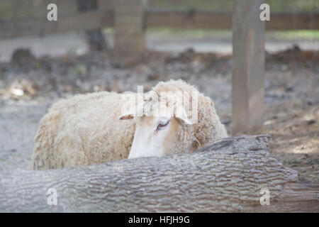 Sheep hiding behind a log Stock Photo - Alamy