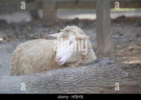 Sheep hiding behind a log Stock Photo - Alamy