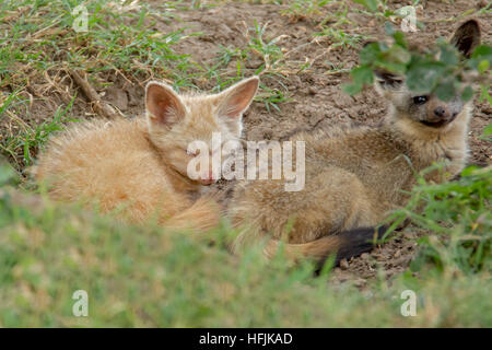 Two Bat-eared fox pups at the den entrance, one an albino, Mara ...