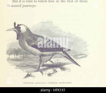 Illustration from 'Matabele Land and the Victoria Falls' documenting ...