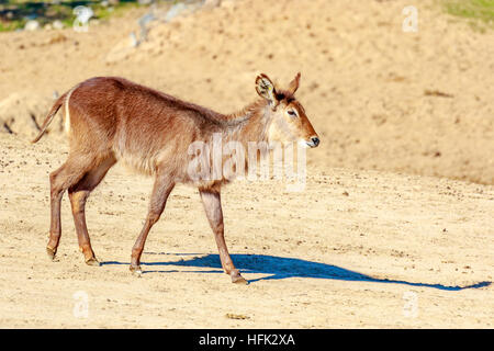 Female Defassa Waterbuck walking on dry land Stock Photo - Alamy