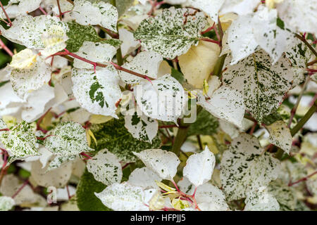 Japanese knotweed, Fallopia japonica 'Variegata' with the marbled ...
