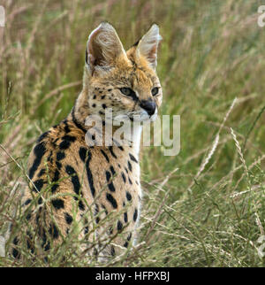 The serval is a wild cat with black spots on a gold body Stock Photo ...