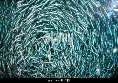 school of fish swimming in a circle Stock Photo - Alamy