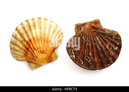 Venus Clams (Veneridae Stock Photo - Alamy