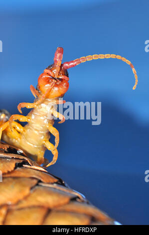 Flag Tail or Feather leg Centipede (Alipes sp Stock Photo - Alamy