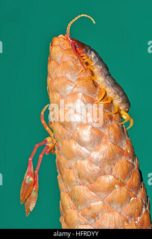 Flag Tail or Feather leg Centipede (Alipes sp Stock Photo - Alamy