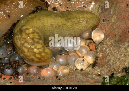 Yellow cellar slug (Limacus flavus) digging up through the soil, slug ...