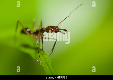A trap jaw ant (Odontomachus sp.) with its mandibles primed and ready ...