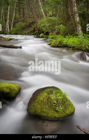 Rushing stream, Mount Hood National Forest, Oregon, USA Stock Photo - Alamy