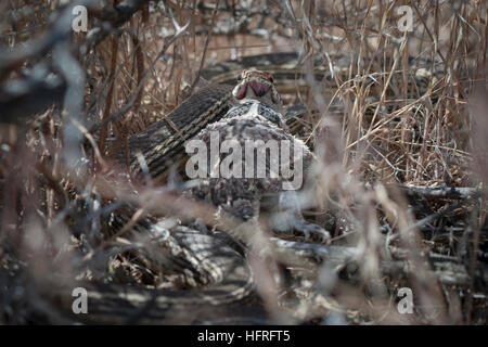 A striped whipsnake (Masticophis taeniatus) trying to eat a well ...