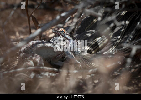 A striped whipsnake (Masticophis taeniatus) trying to eat a well ...