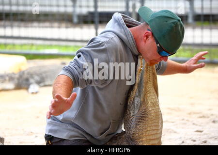 Animal handler with alligator Stock Photo - Alamy