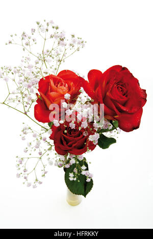 Red common rose flowers indoor, black background. Close up Stock Photo ...