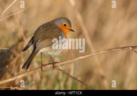 A robin (Britain's favourite bird) in Wales at Springtime Stock Photo ...