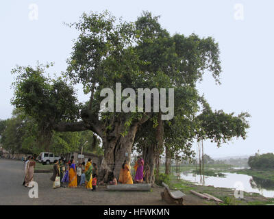 Vat Savitri, women tying thread to Banyan tree. Gram Sanskruti Udyan ...
