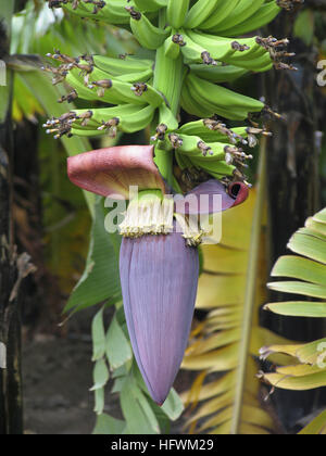 Banana tree and leaves. Musa paradisiaca Stock Photo - Alamy