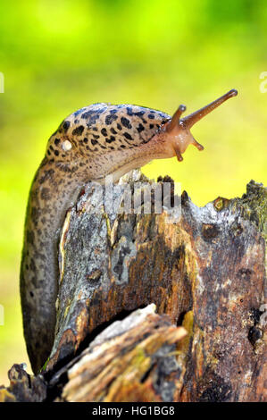 Leopard Slug (Limax maximus Stock Photo - Alamy