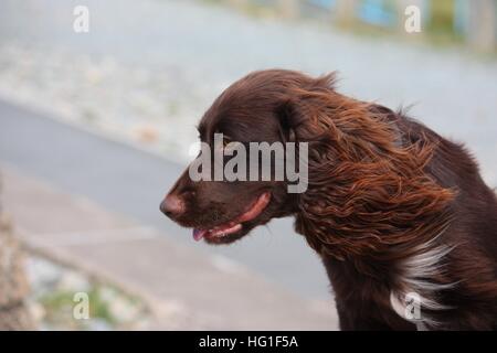 Handsome chocolate working type cocker spaniel puppy dog Stock Photo ...