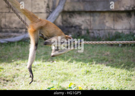 Geoffroy’s spider monkey climbing along a rope Stock Photo - Alamy
