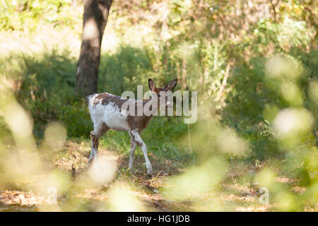 A piebald White-tailed male fawn in the woods Stock Photo - Alamy
