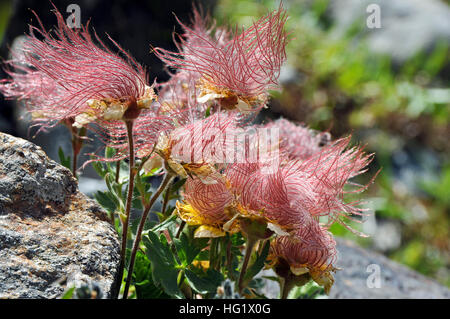 Creeping Avens (Geum reptans), seeds as seen from above Stock Photo - Alamy