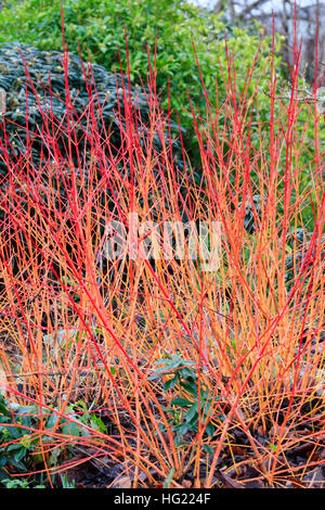 Yellow and red winter stems of the deciduous shrub, Cornus sanguinea ...