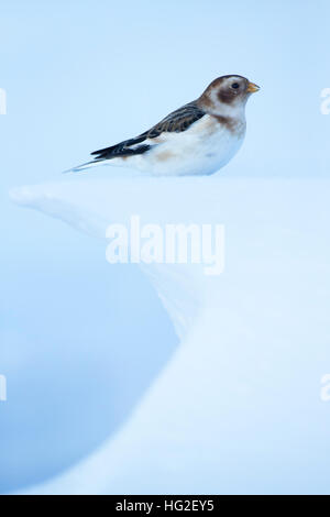 Snow bunting in winter Stock Photo - Alamy