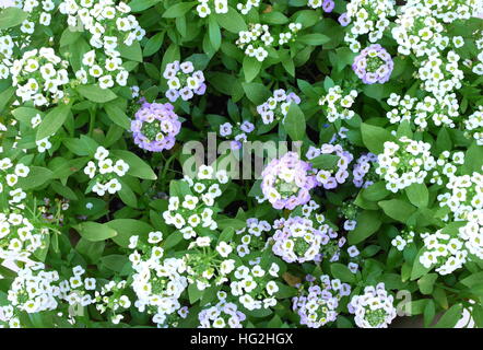 Alyssum flowers. Alyssum in sweet colors. Alyssum in a red brown pot on ...