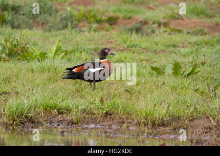 Australian Shelduck (Tadorna tadornoides) female, Lake Linlithgow ...