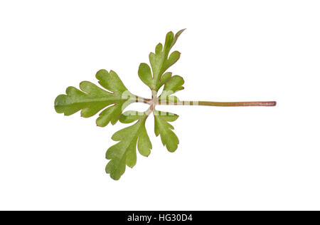 Little-Robin (Geranium purpureum Stock Photo - Alamy