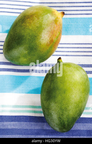 An aerial view of mango (Mangifera indica) plantations with high ...
