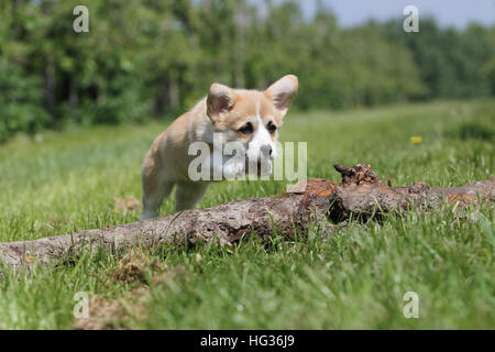 Pembroke Welsh Corgi Jumping Obstacle On Agility Course Corydon Indiana ...
