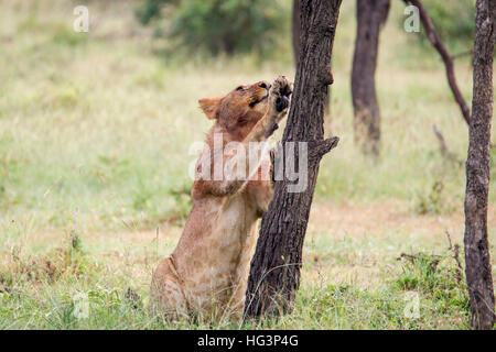 One young lion cub scratching on a tree, Mara Naboisho Conservancy ...