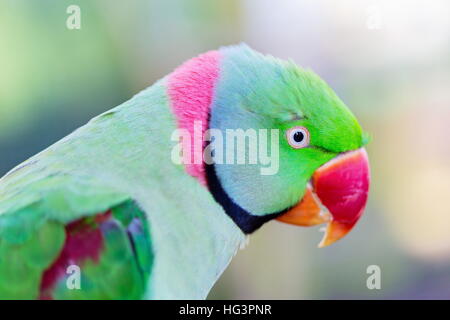 The Alexandrine parakeet or Alexandrian parrot. It is named after ...