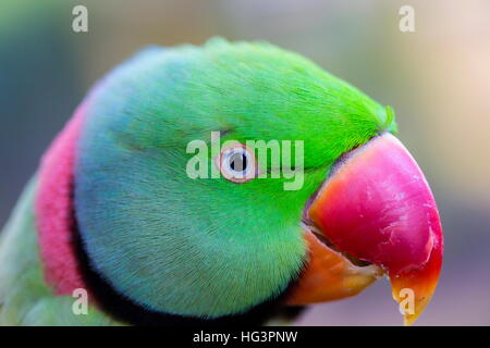 The Alexandrine parakeet or Alexandrian parrot. It is named after ...