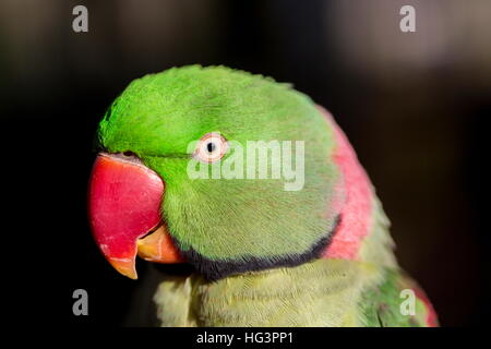 The Alexandrine parakeet or Alexandrian parrot. It is named after ...