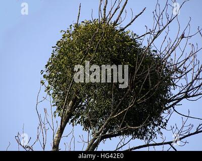 The Big Mistletoe in the Poplar Crown Photo 11/24/2016 lat. Viscum ...